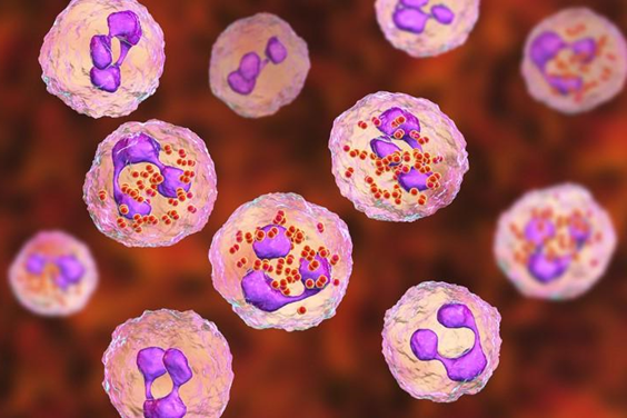 Overview of meningococcal disease and vaccines against meningococcus ...