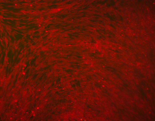 NICVB triển khai thành công kỹ thuật miễn dịch huỳnh quang trên tế bào ...